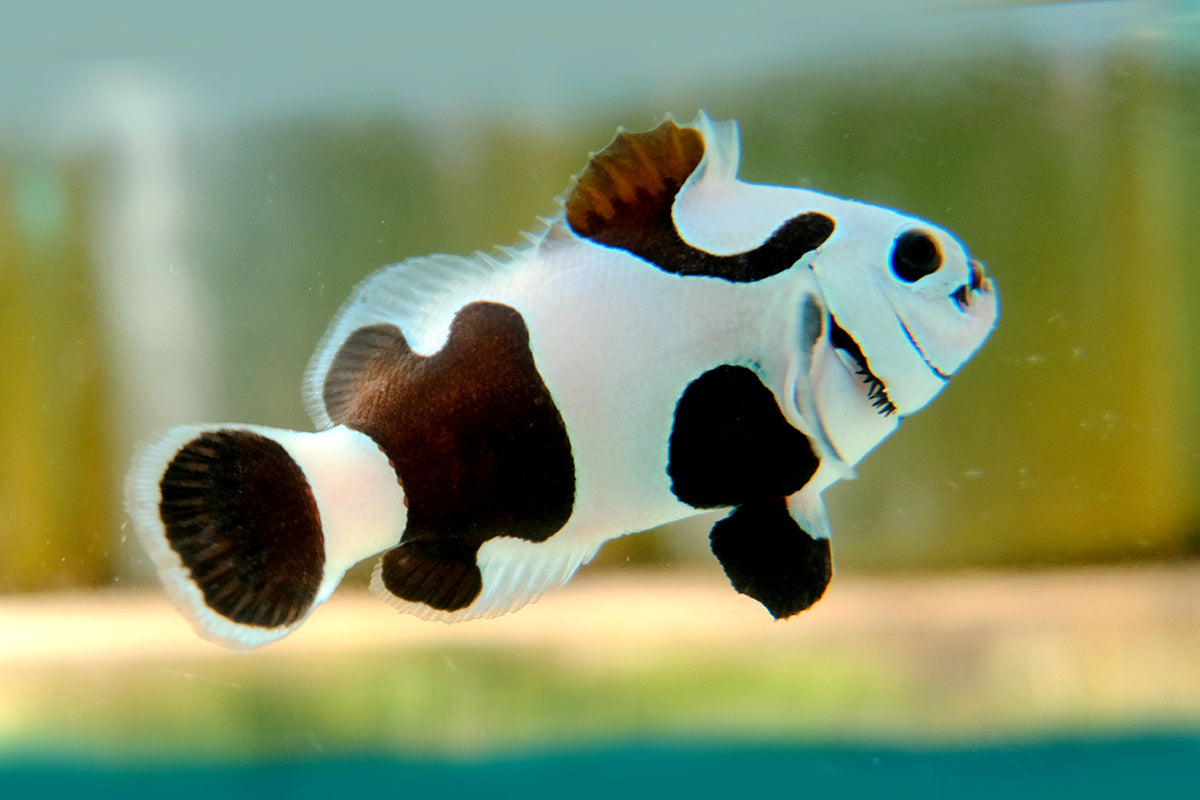 Designer Clown Fish – Specialised Aquatics