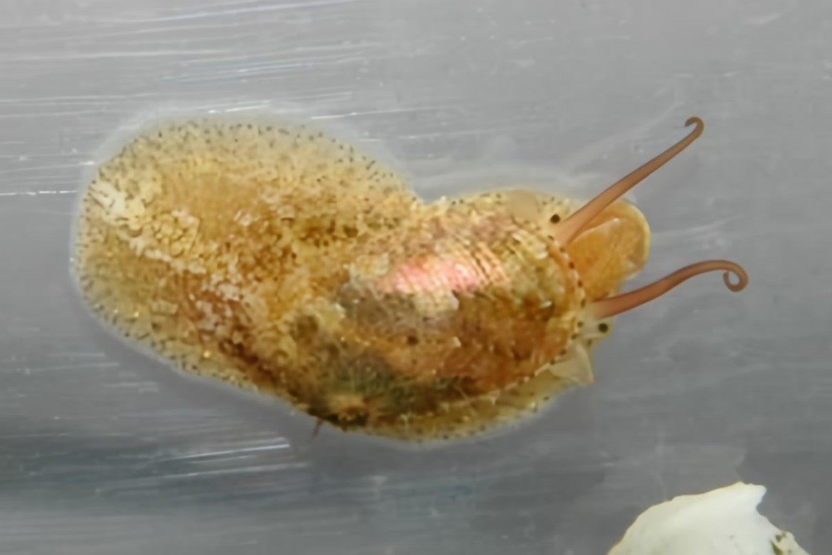 Stomatella snail – Specialised Aquatics