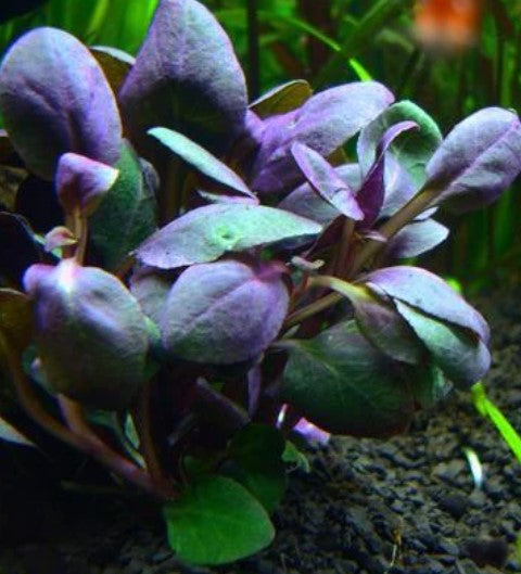 Fw Plants SP – Specialised Aquatics