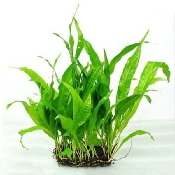 Fw Plants SP – Specialised Aquatics