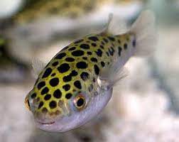 FW Puffer – Specialised Aquatics